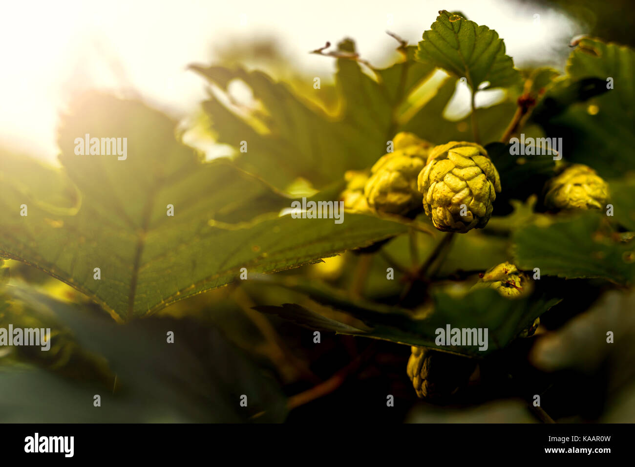 Detail of hop cones in the hop field Stock Photo - Alamy