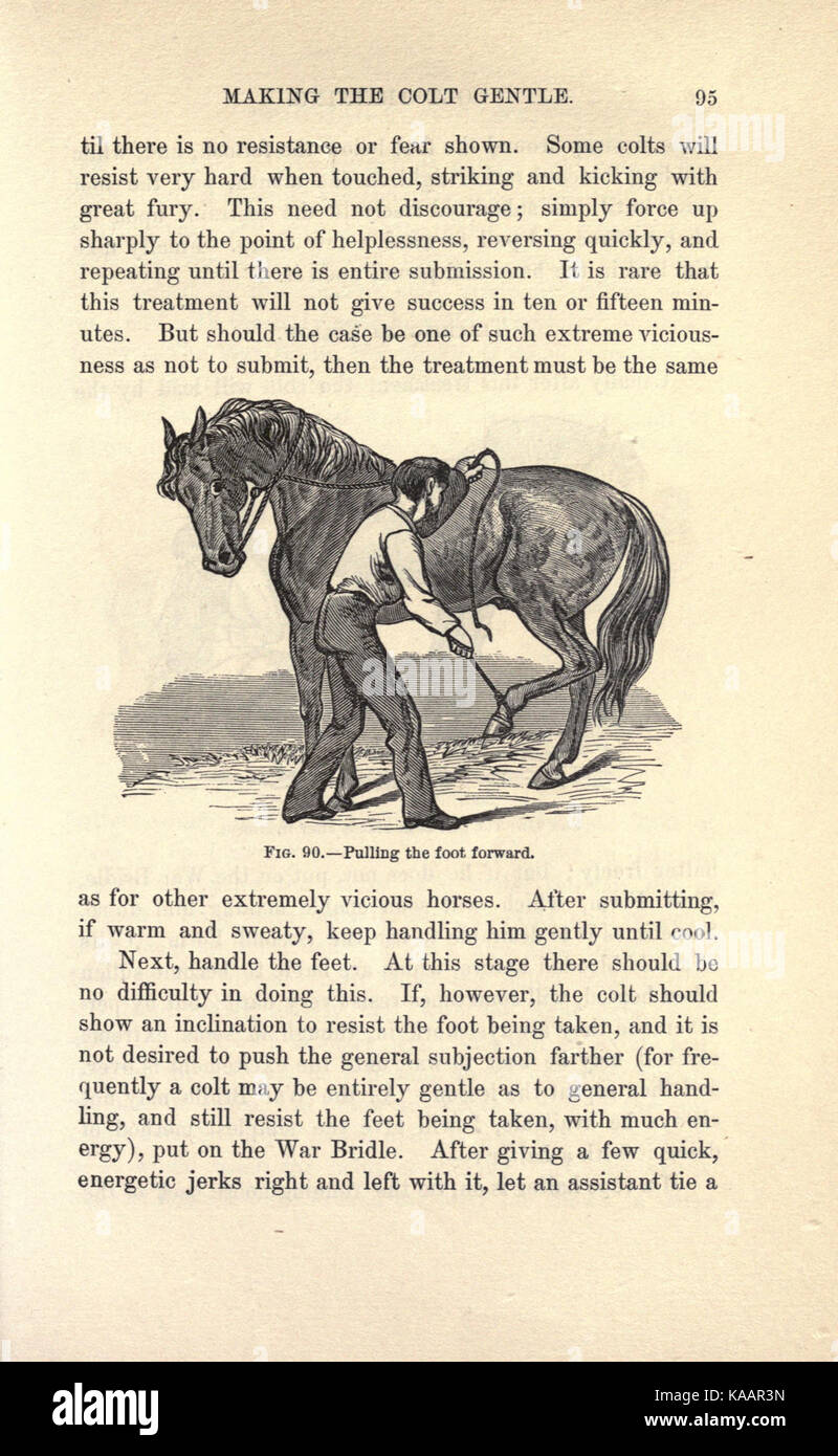 The art of taming and educating the horse (Page 95) BHL23190154 Stock ...