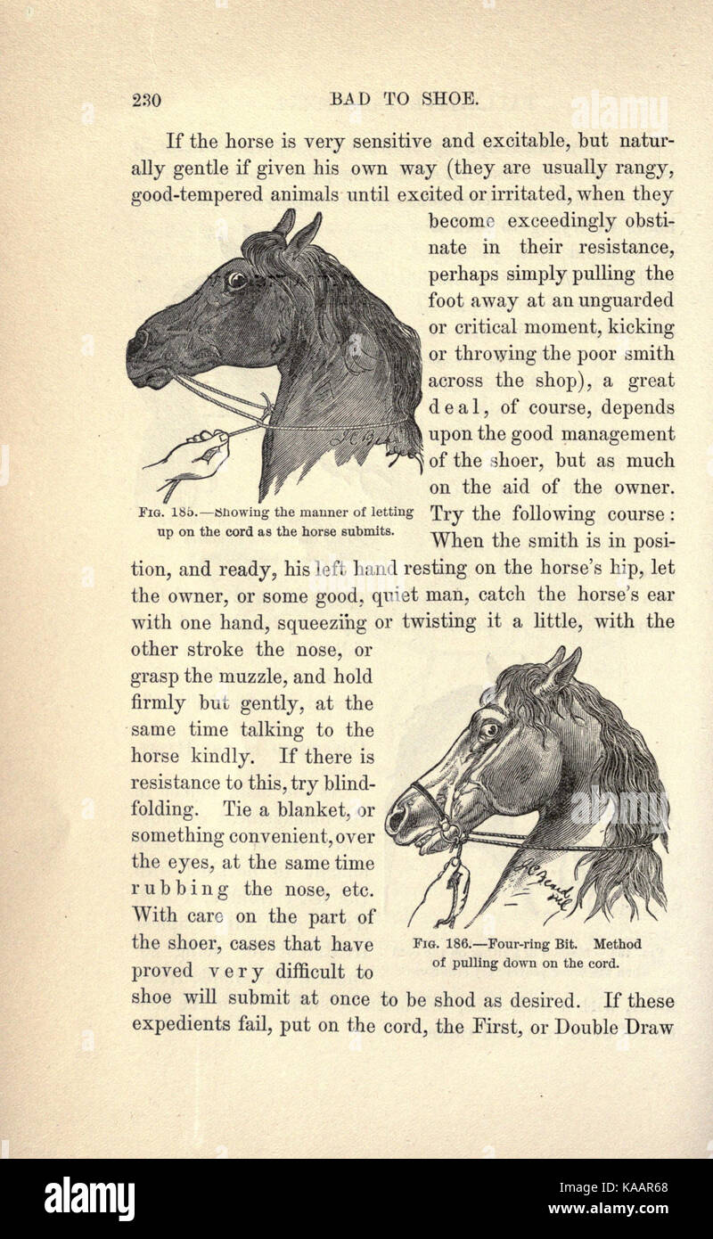 The art of taming and educating the horse (Page 230) BHL23190289 Stock ...