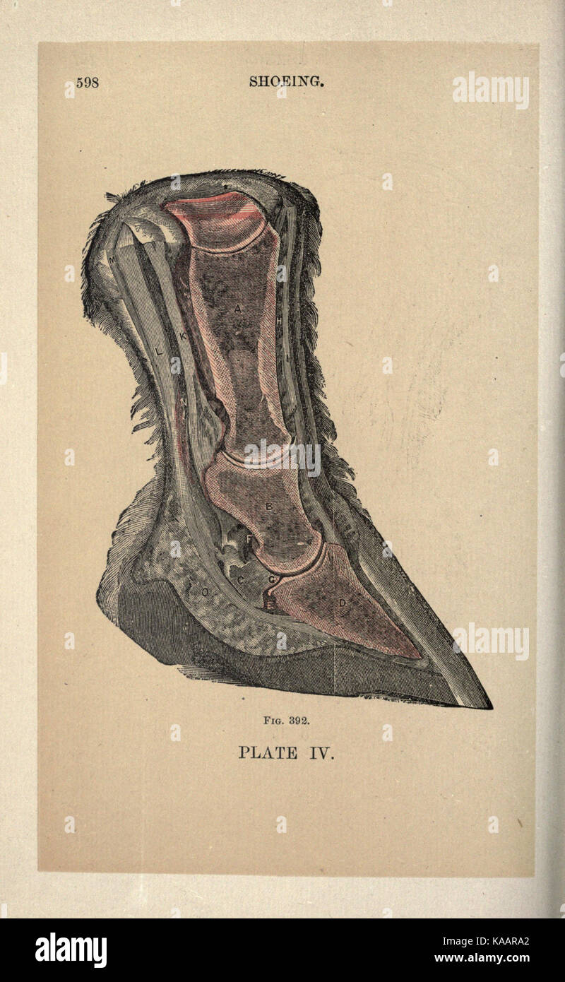 The art of taming and educating the horse (Page 598) BHL23190659 Stock ...