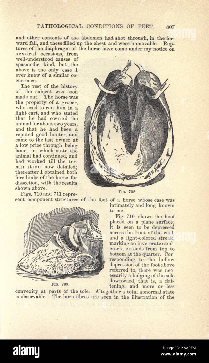 This page from 'The Art of Taming and Educating the Horse' offers ...