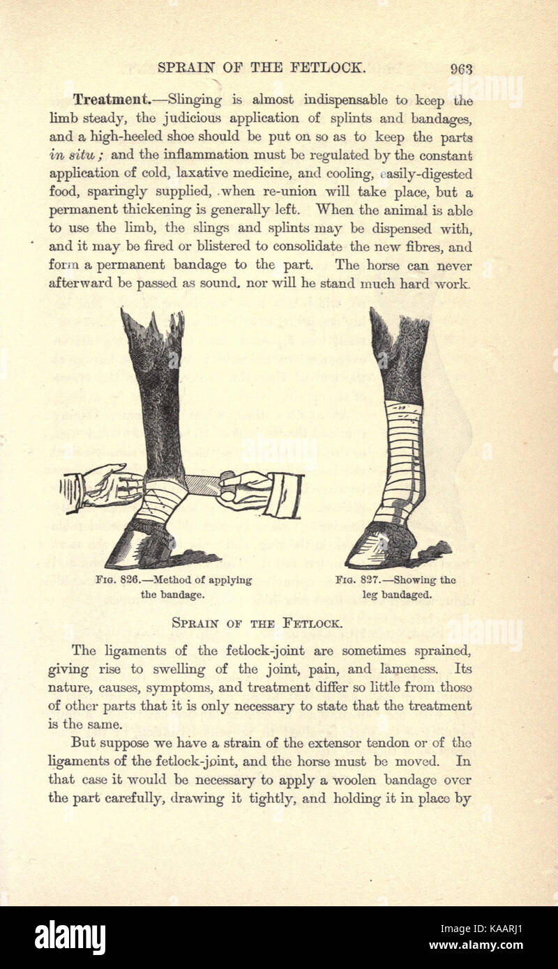 The art of taming and educating the horse (Page 963) BHL23191028 Stock ...