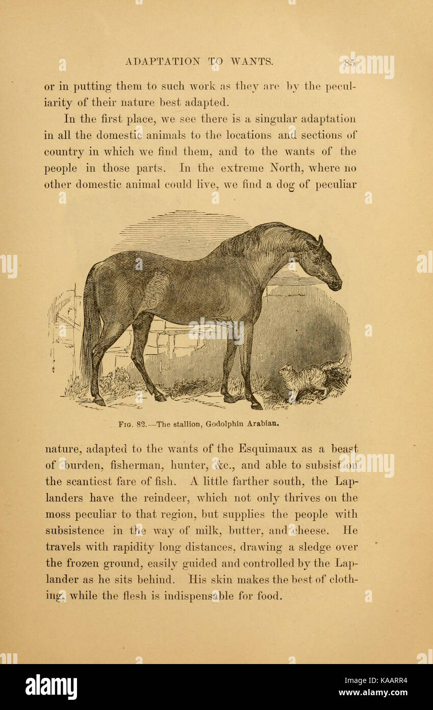 A page from a historical work on horse taming and education ...