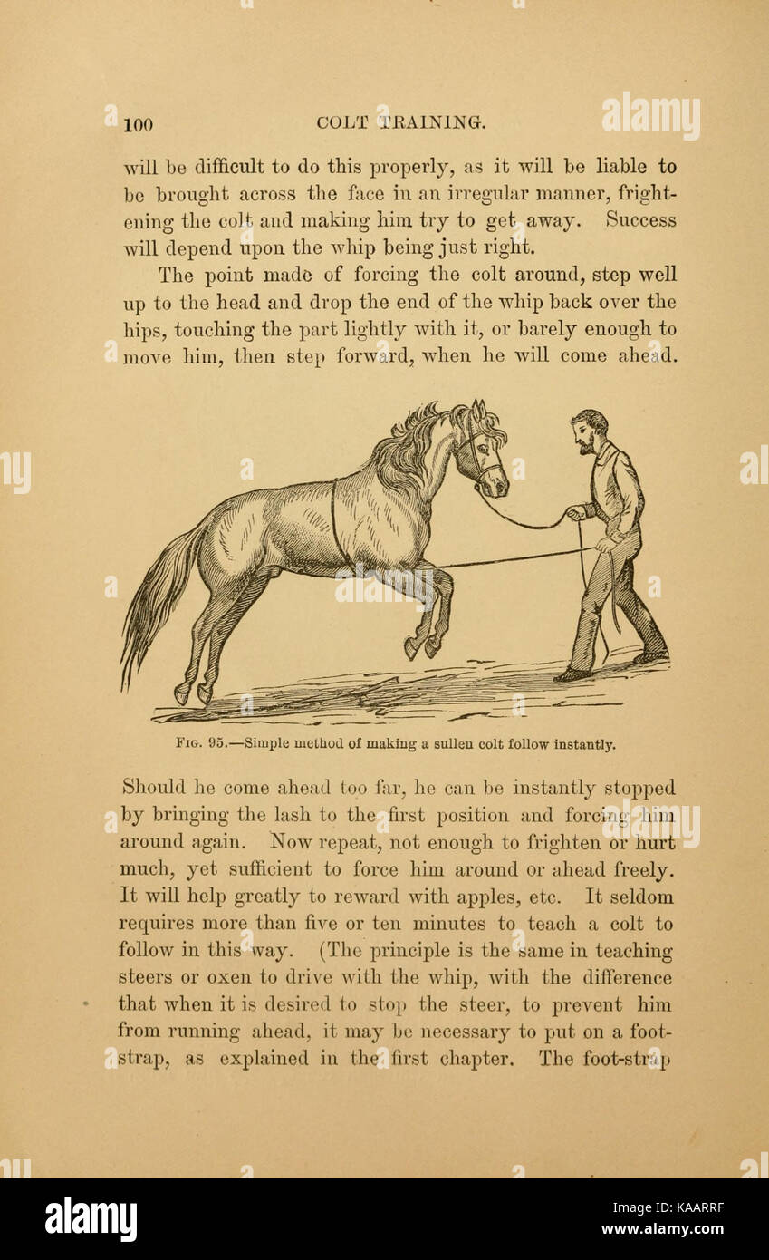 The art of taming and educating the horse (Page 100) BHL21387978 Stock ...