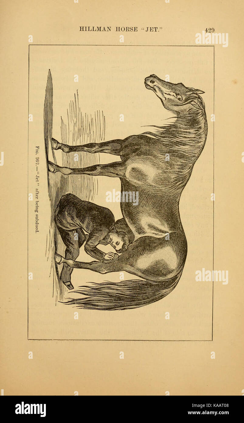 The art of taming and educating the horse (Page 429) BHL21388307 Stock ...