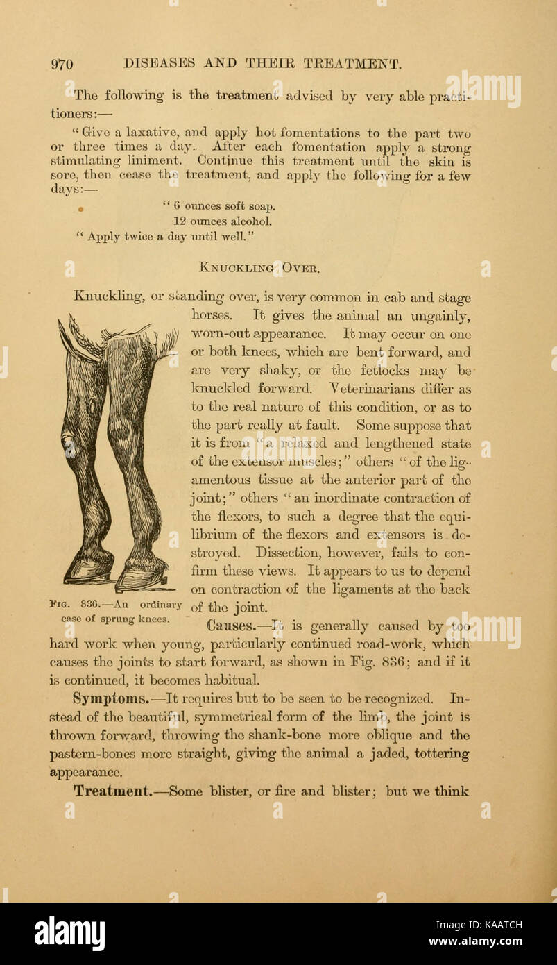The art of taming and educating the horse (Page 970) BHL21388924 Stock ...