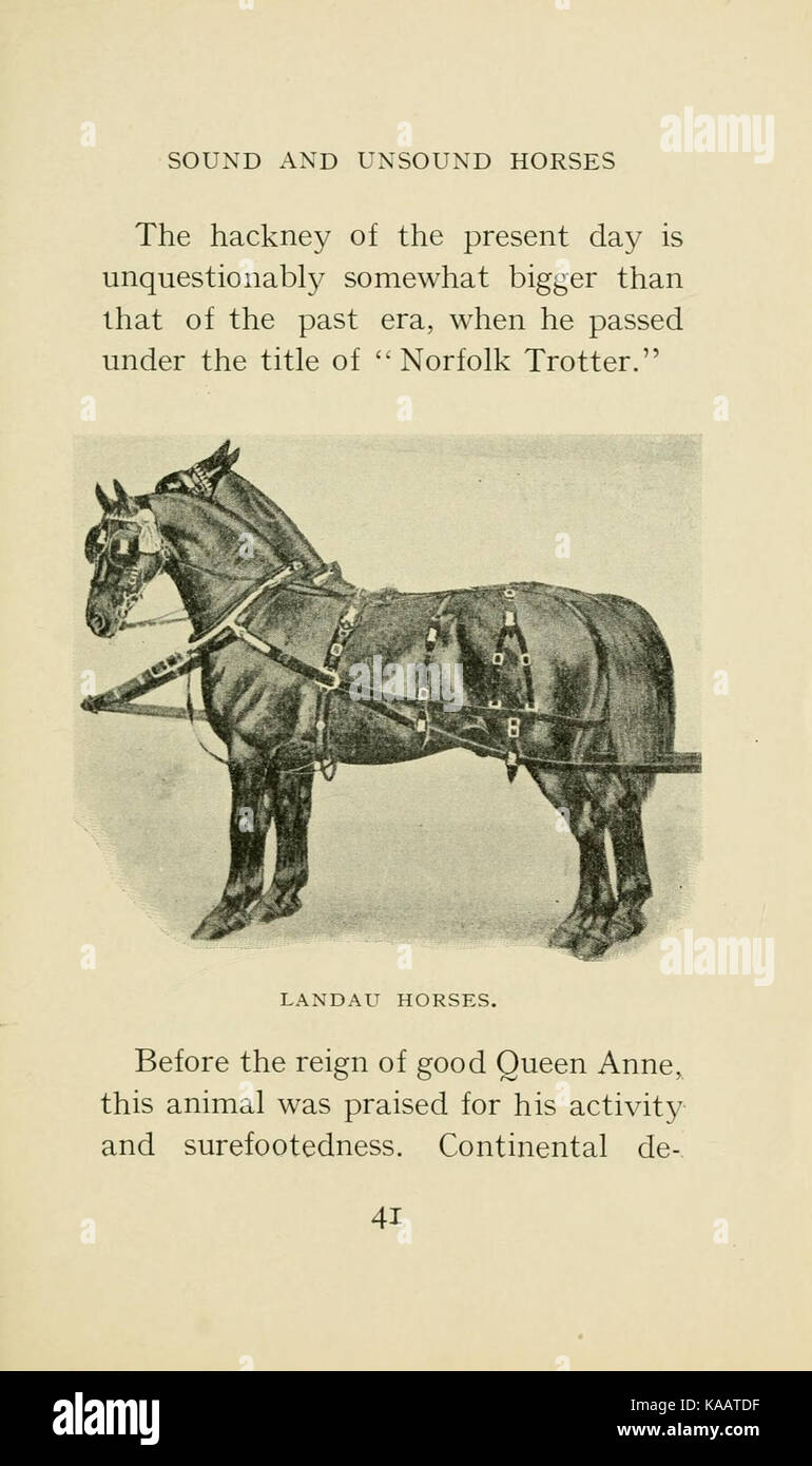 Sound and unsound horses (Page 41) BHL21389367 Stock Photo - Alamy