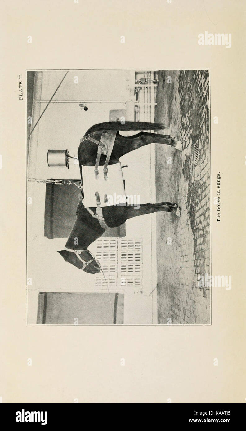 The army horse in accident and disease, edition 1909 BHL20991694 Stock ...