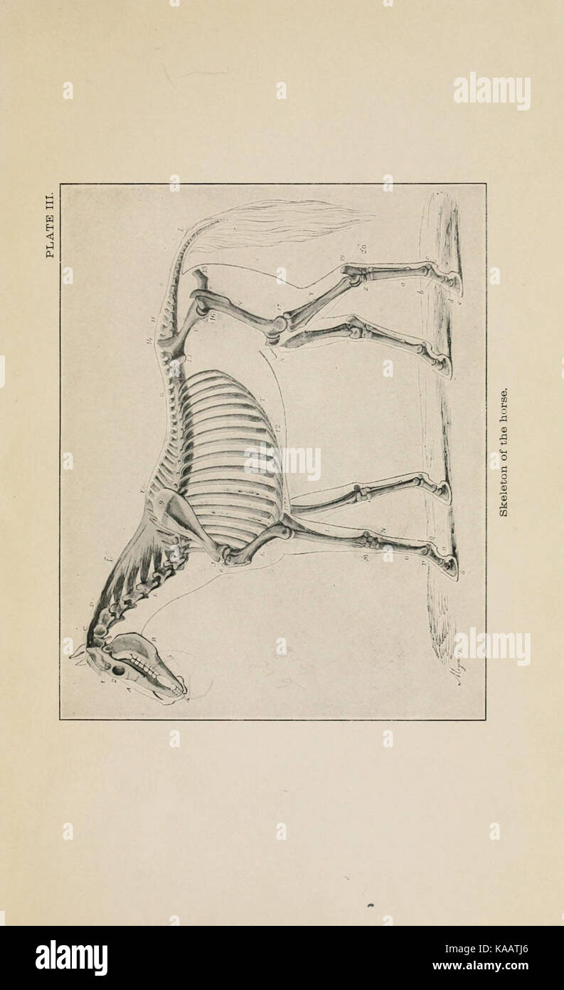 The army horse in accident and disease, edition 1909 BHL20991697 Stock ...
