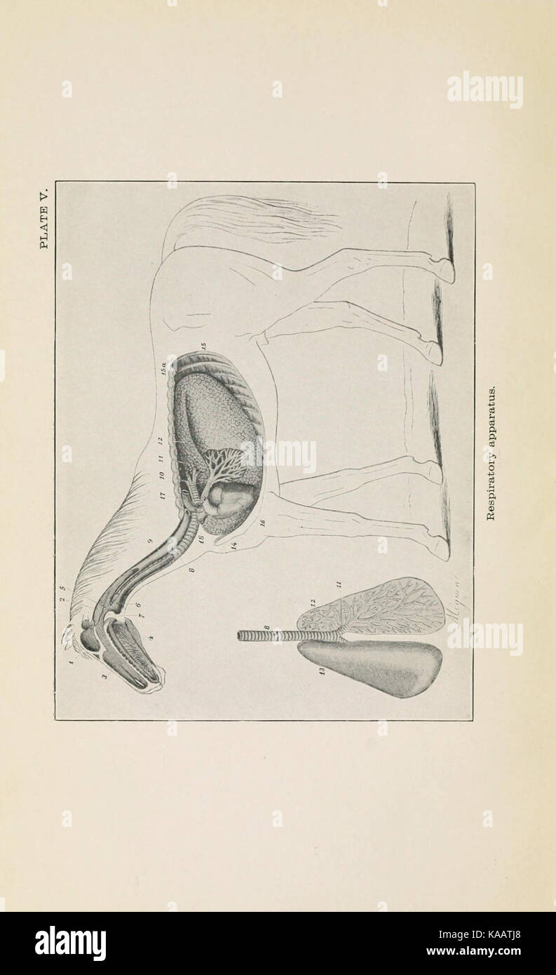 The army horse in accident and disease, edition 1909 BHL20991708 Stock ...