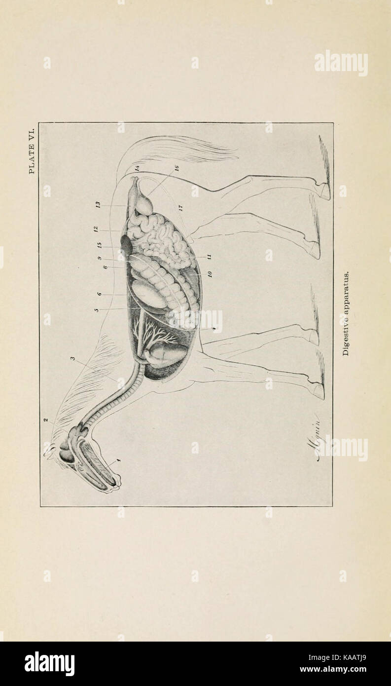 The army horse in accident and disease, edition 1909 BHL20991714 Stock ...