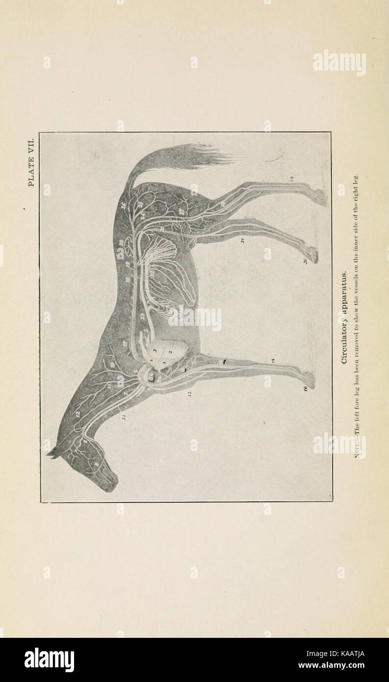 The army horse in accident and disease, edition 1909 BHL20991720 Stock ...