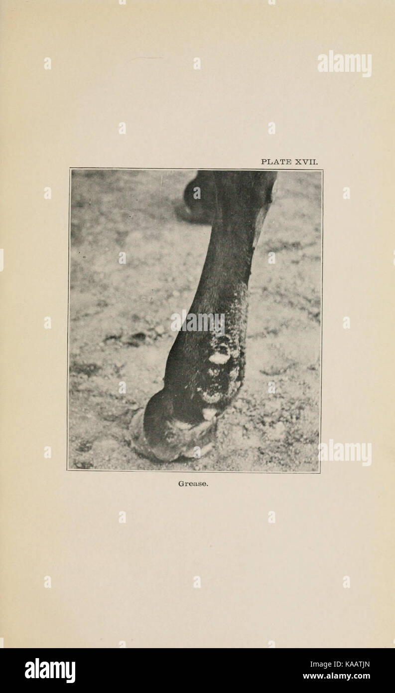 The army horse in accident and disease, edition 1909 BHL20991804 Stock ...