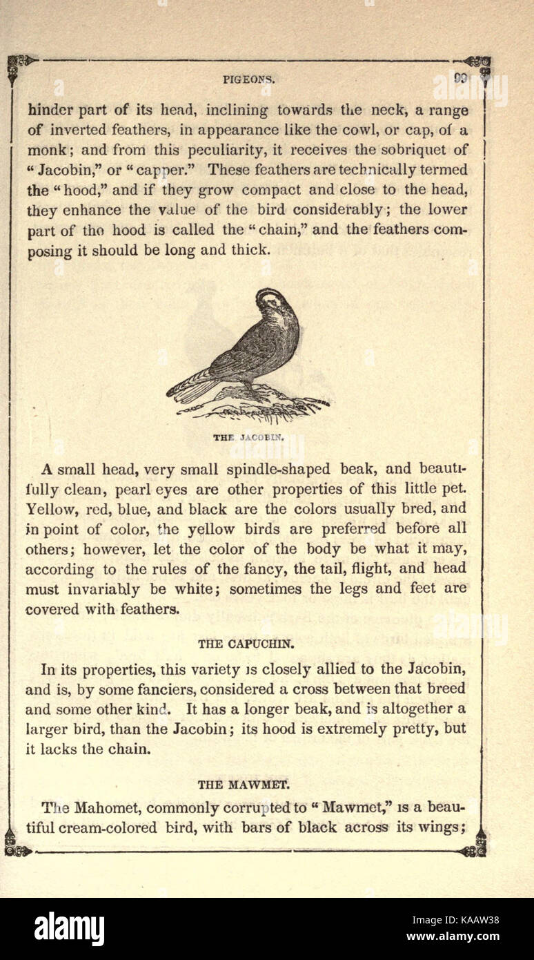 This image shows Page 99 from *The American Bird Fancier*, a guide on ...