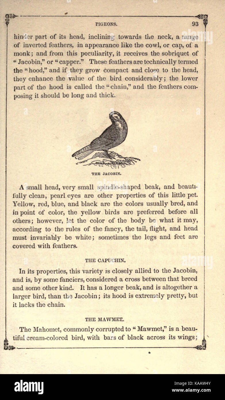 The American bird fancier (Page 93) BHL20091934 Stock Photo - Alamy