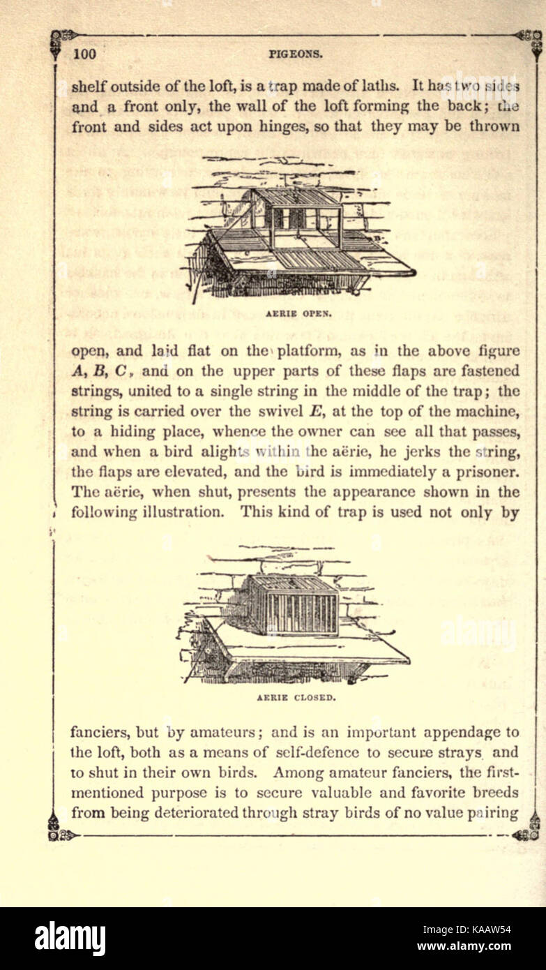 The American bird fancier (Page 100) BHL20091941 Stock Photo - Alamy