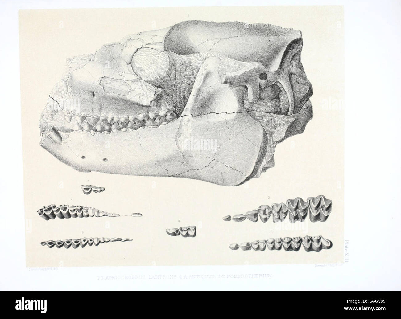 The extinct mammalian fauna of Dakota and Nebraska (Plate XIII ...