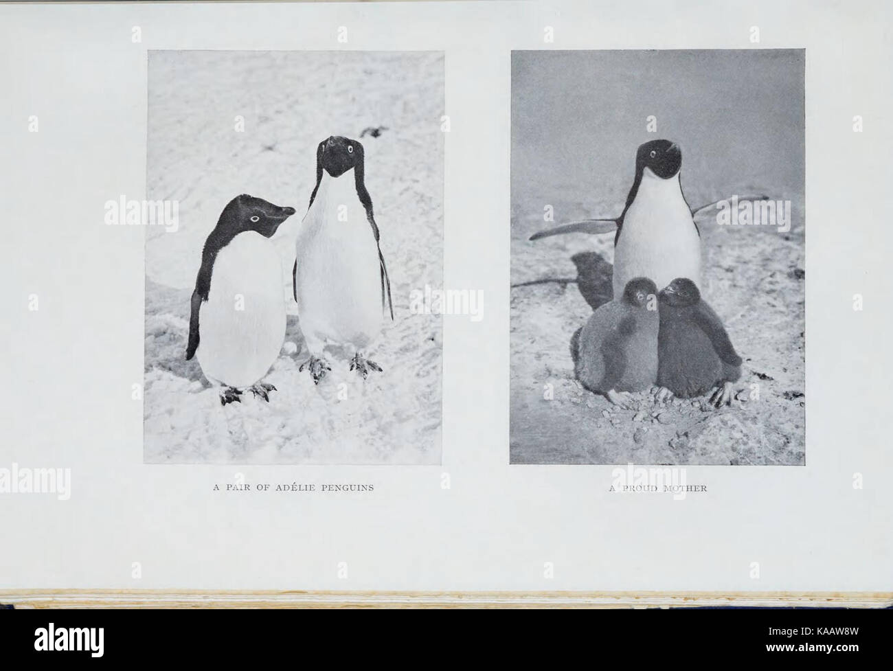 Scott's last expedition BHL48065786 Stock Photo - Alamy