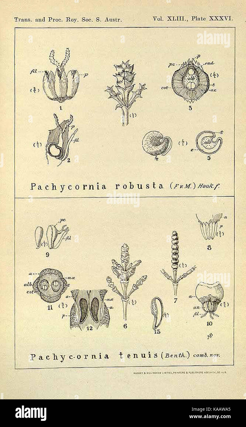 Tecticornia tiandra, Tecticornia tenuis Stock Photo - Alamy