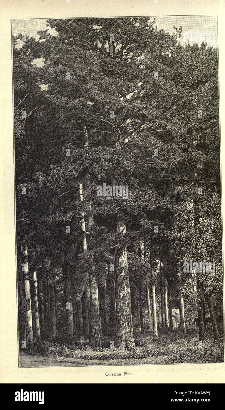 This page from 'The English Flower Garden and Home Grounds' offers ...