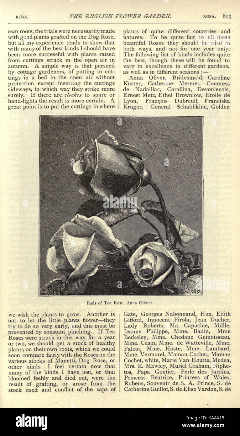 Flower nurturing tips hi-res stock photography and images - Alamy