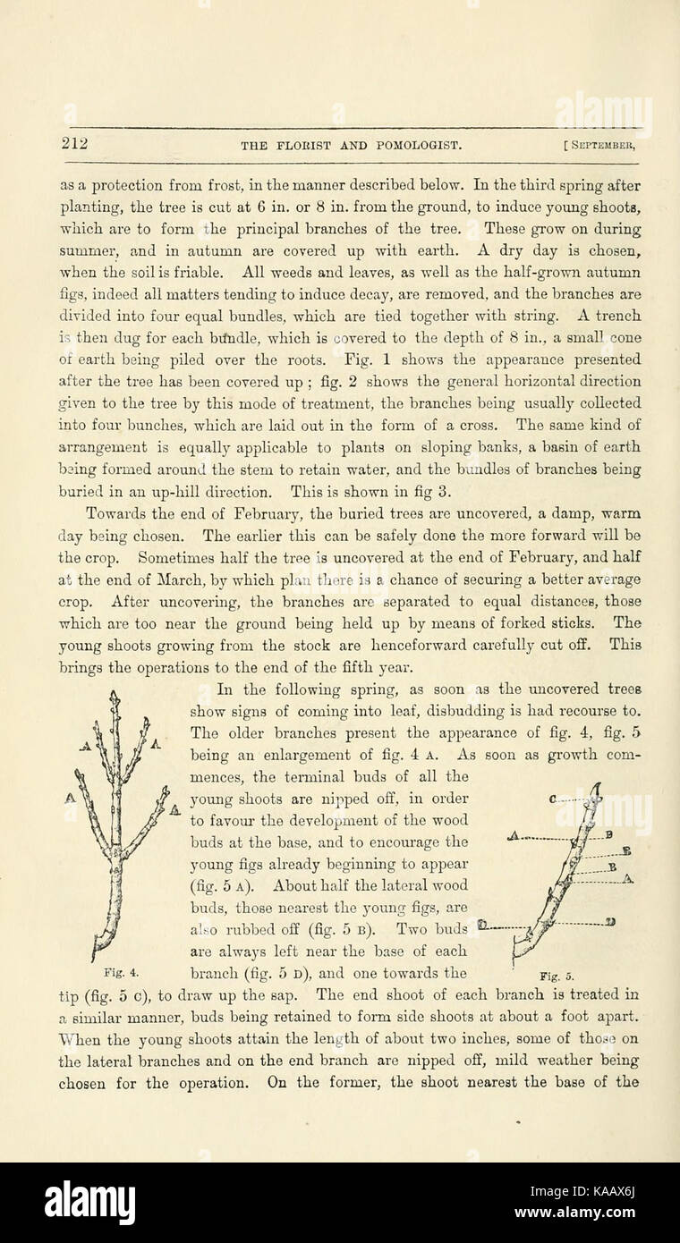 The florist and pomologist BHL6093750 Stock Photo - Alamy