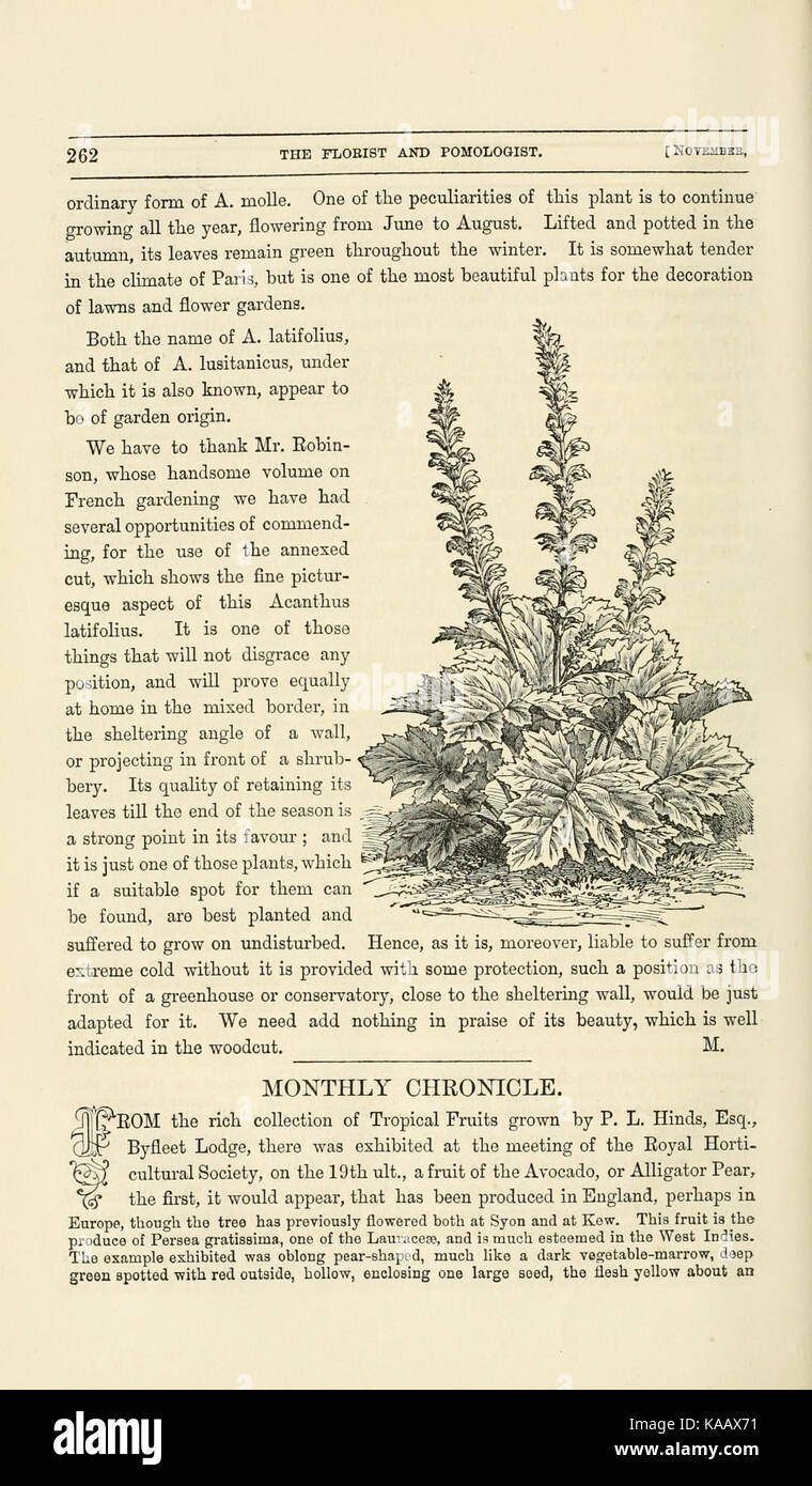 The florist and pomologist BHL6093983 Stock Photo - Alamy