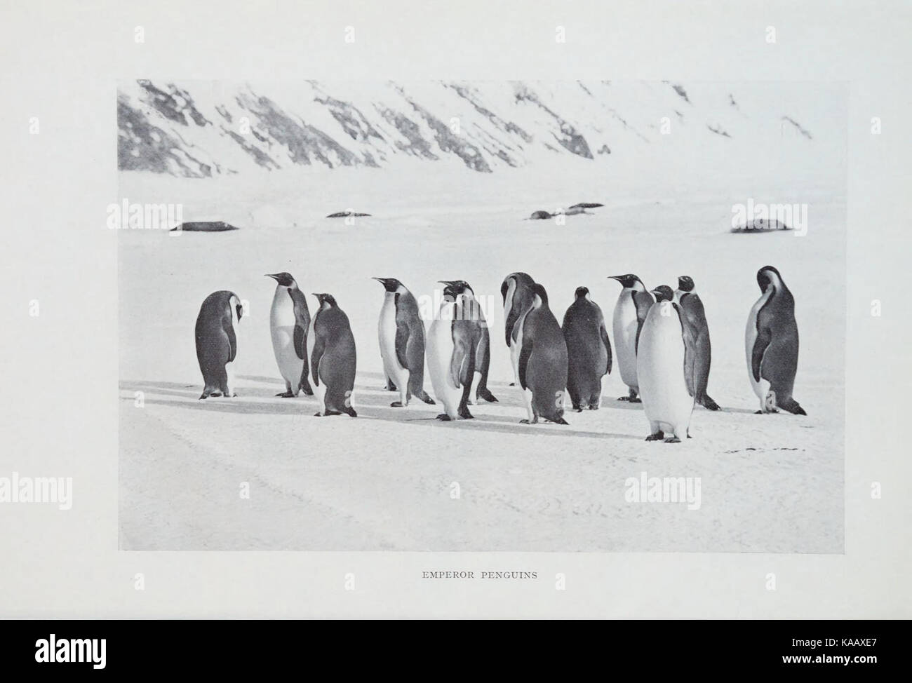 Scott's last expedition BHL48065596 Stock Photo - Alamy