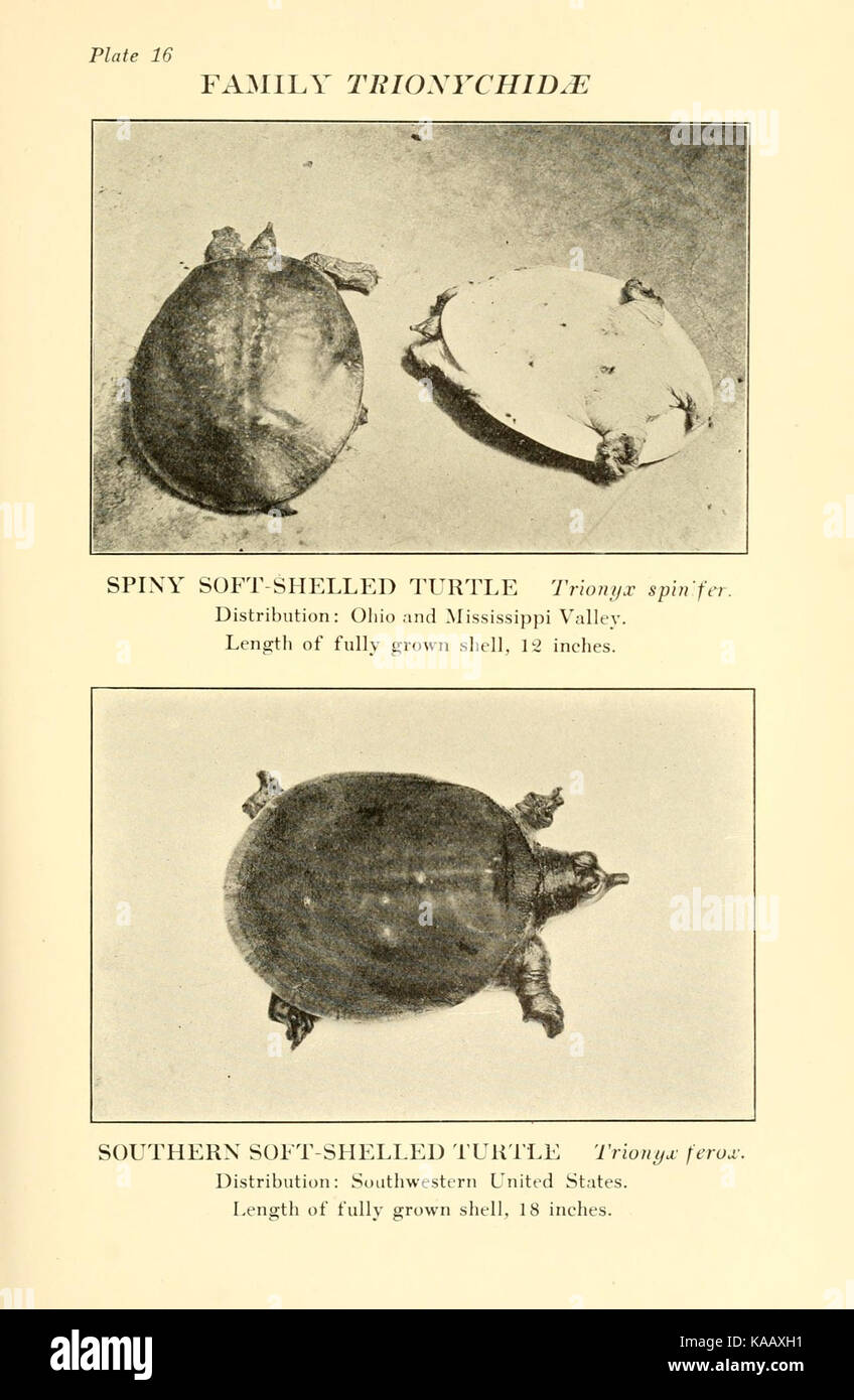 'Reptiles of the World' is a comprehensive guide to the reptilian ...
