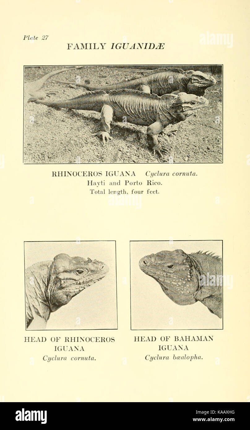 Reptiles of the world (Plate 27) BHL4031532 Stock Photo - Alamy