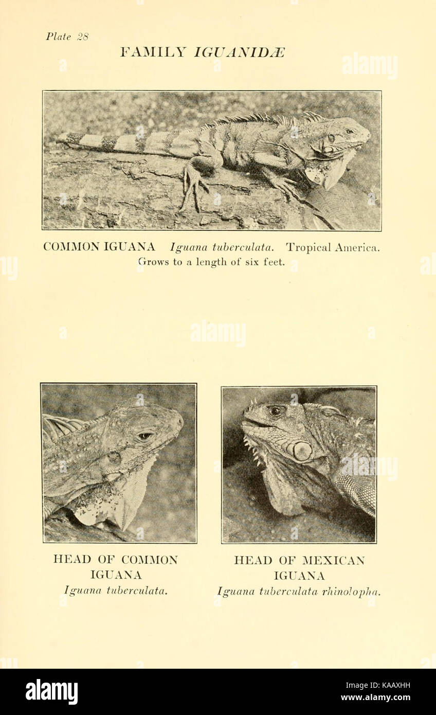 Study of reptilian biodiversity hi-res stock photography and images - Alamy