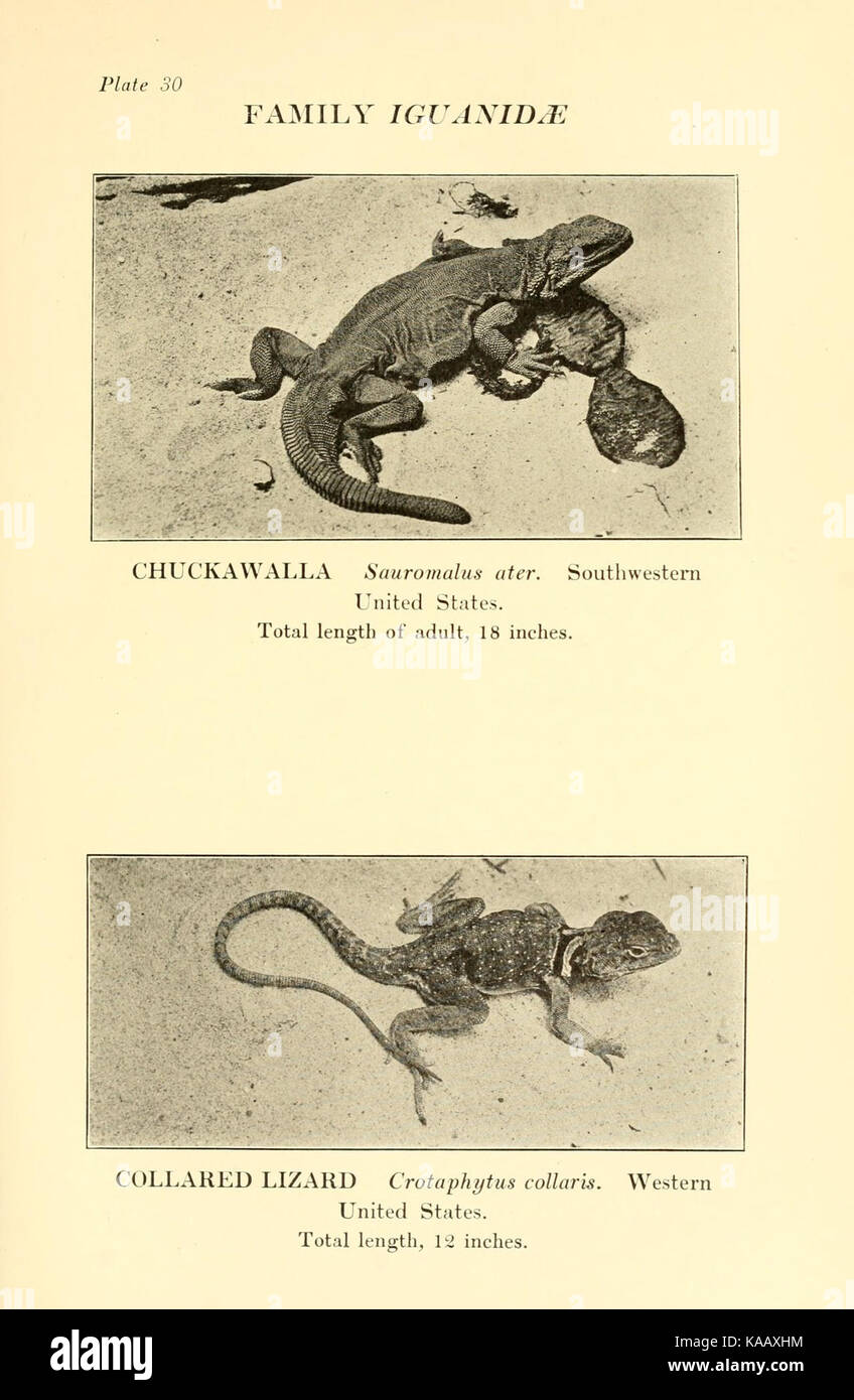 Plate 30 from the 'Reptiles of the World' series shows detailed ...