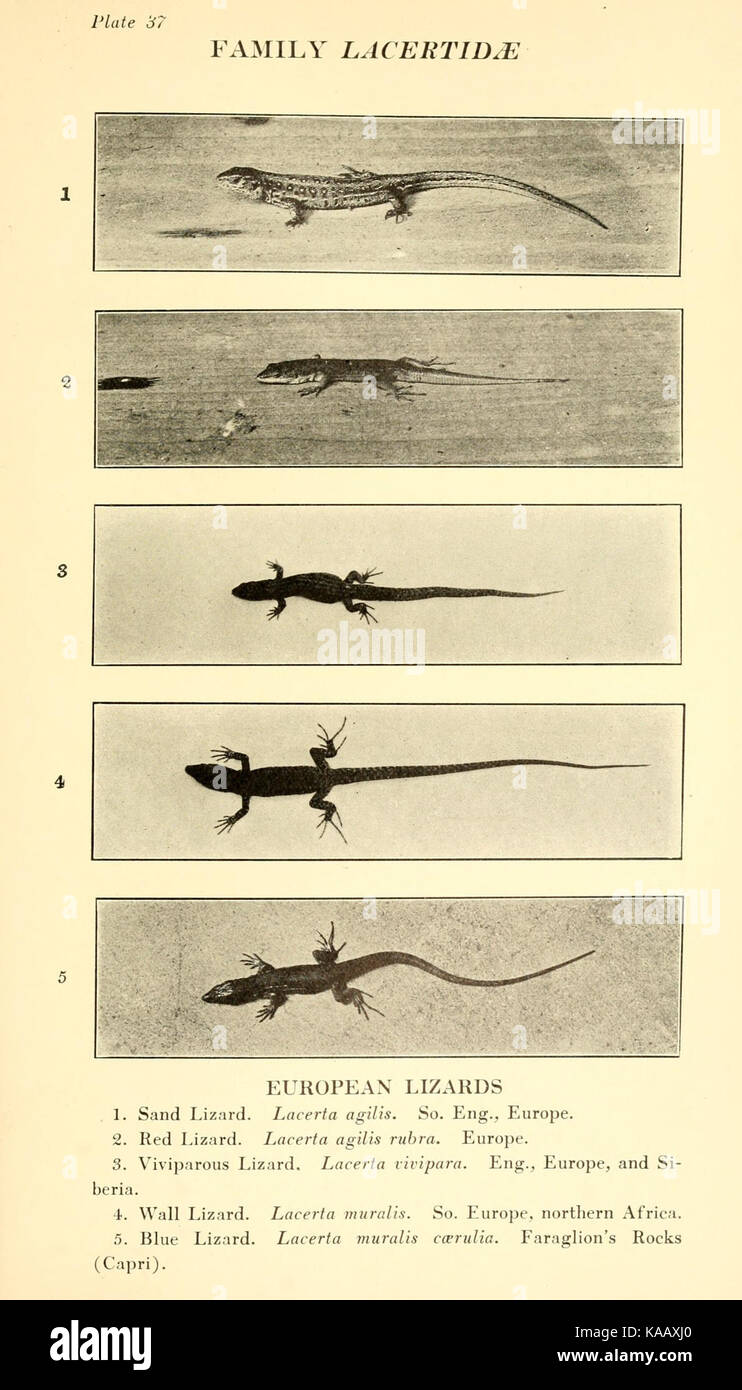 Reptiles of the world (Plate 37) BHL4031554 Stock Photo - Alamy