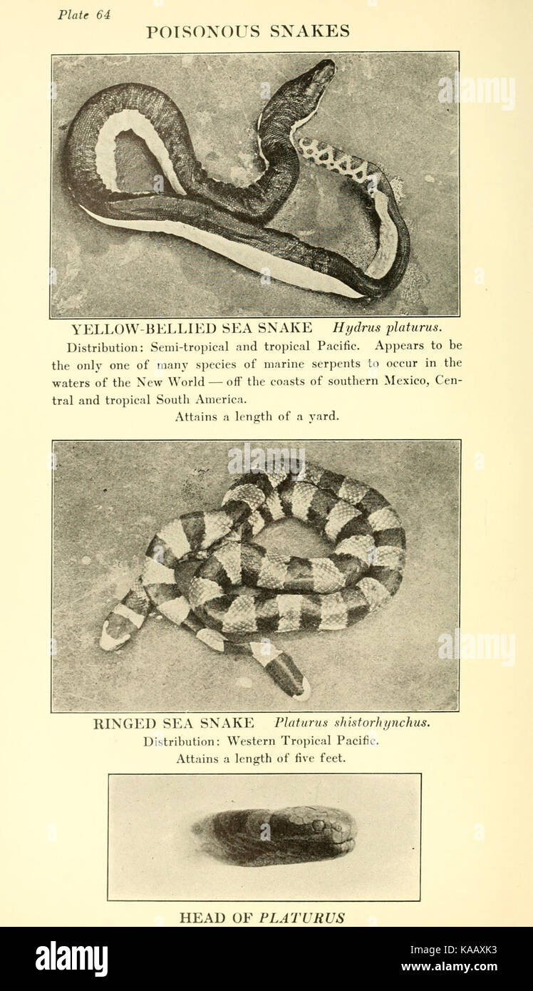 Plate 64 from 'Reptiles of the World' offers a detailed illustration of ...