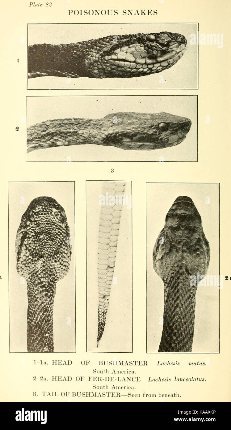 This plate from 'Reptiles of the World' illustrates various reptile ...