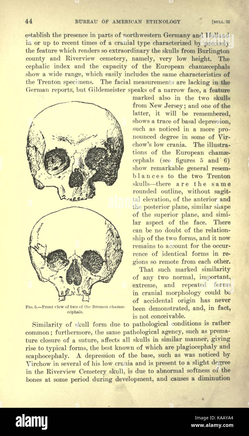 Page 44 of a scientific document showing skeletal remains believed to ...