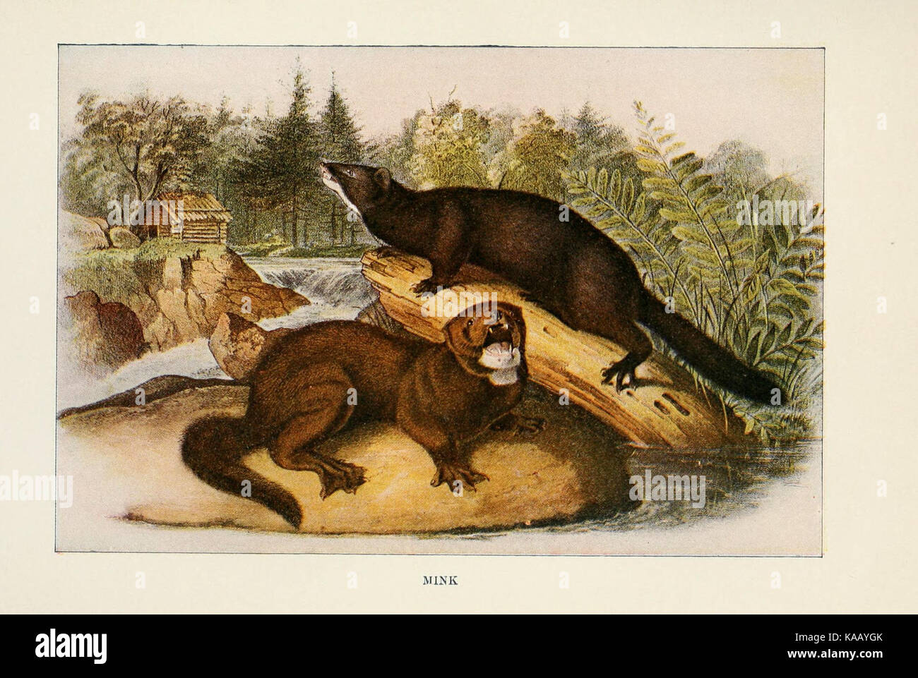 Fur Bearers High Resolution Stock Photography and Images - Alamy