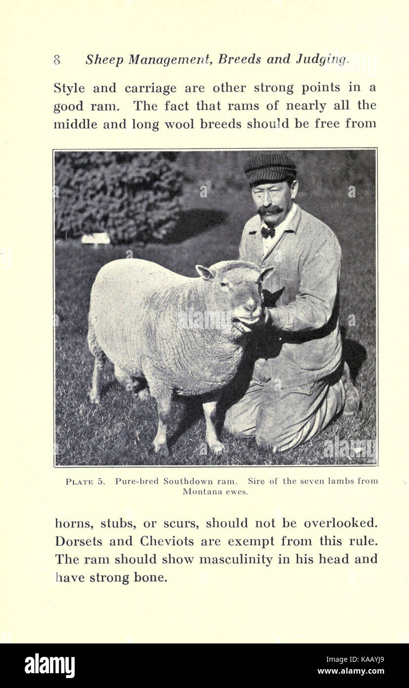 Sheep management (Page 8) BHL21743350 Stock Photo - Alamy
