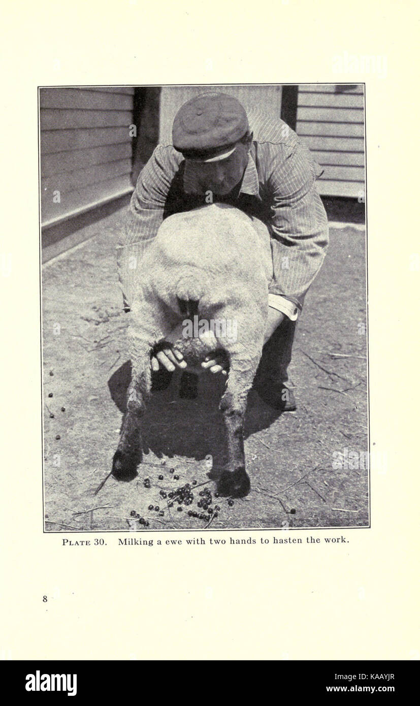 Sheep management BHL21743446 Stock Photo - Alamy