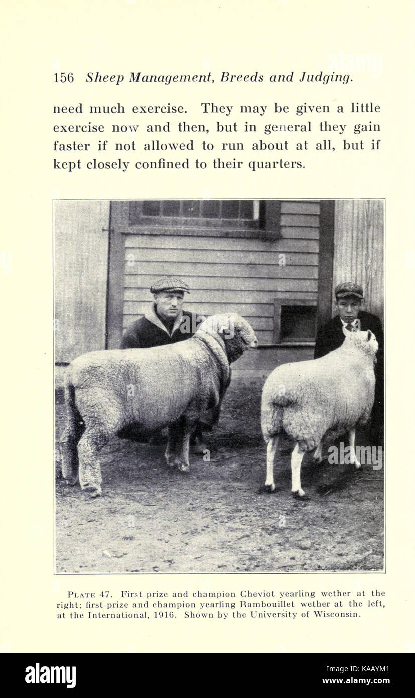 Sheep management BHL21743517 Stock Photo - Alamy