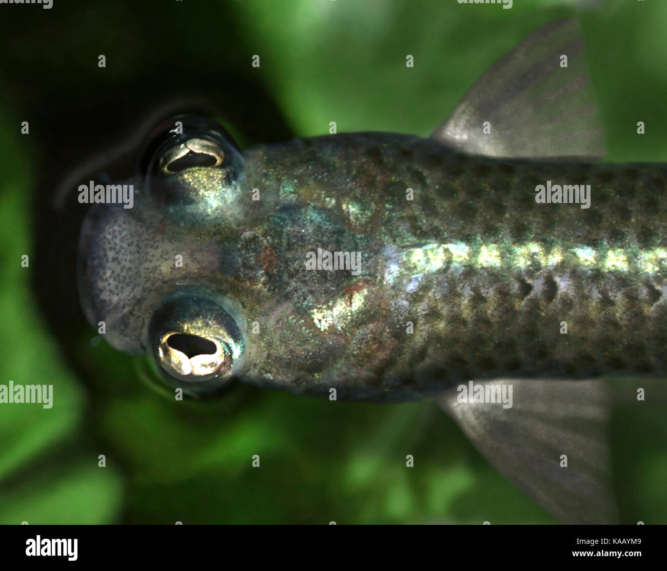 Four Eyed Fishes High Resolution Stock Photography and Images - Alamy