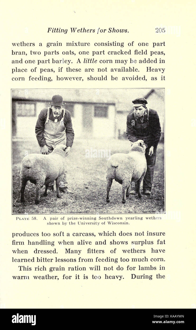 Sheep farming operation hi-res stock photography and images - Alamy