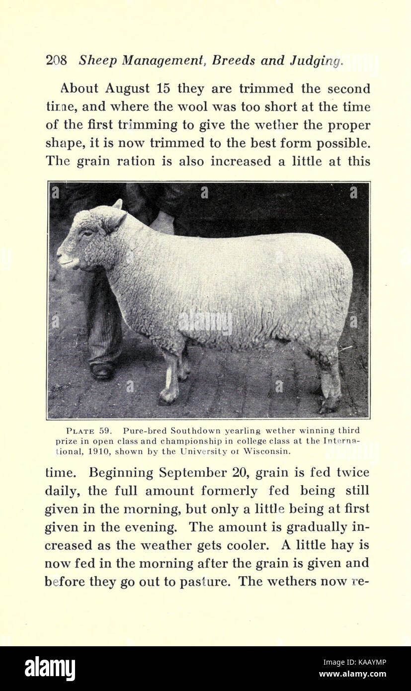 Sheep management BHL21743569 Stock Photo - Alamy