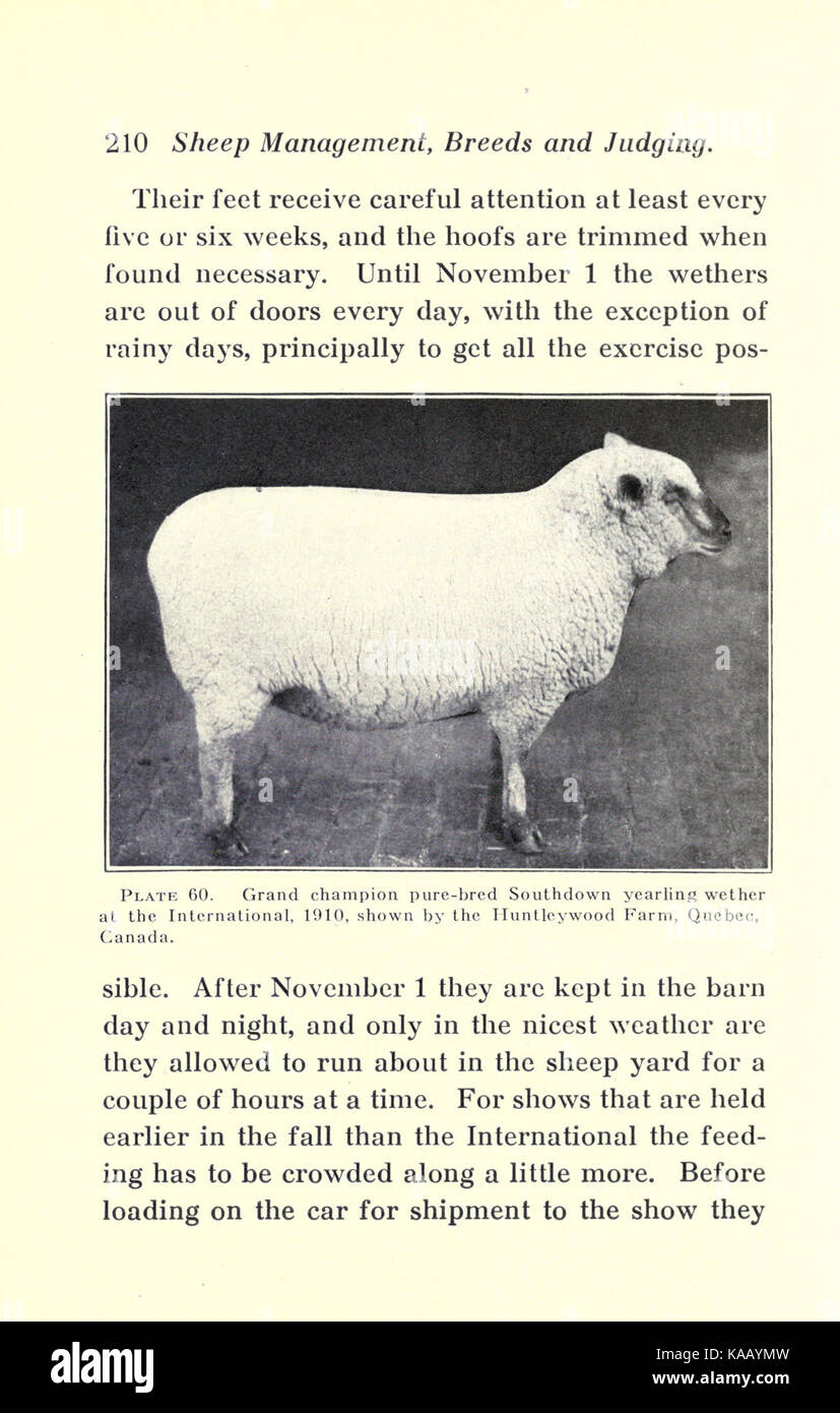 Sheep management BHL21743571 Stock Photo - Alamy