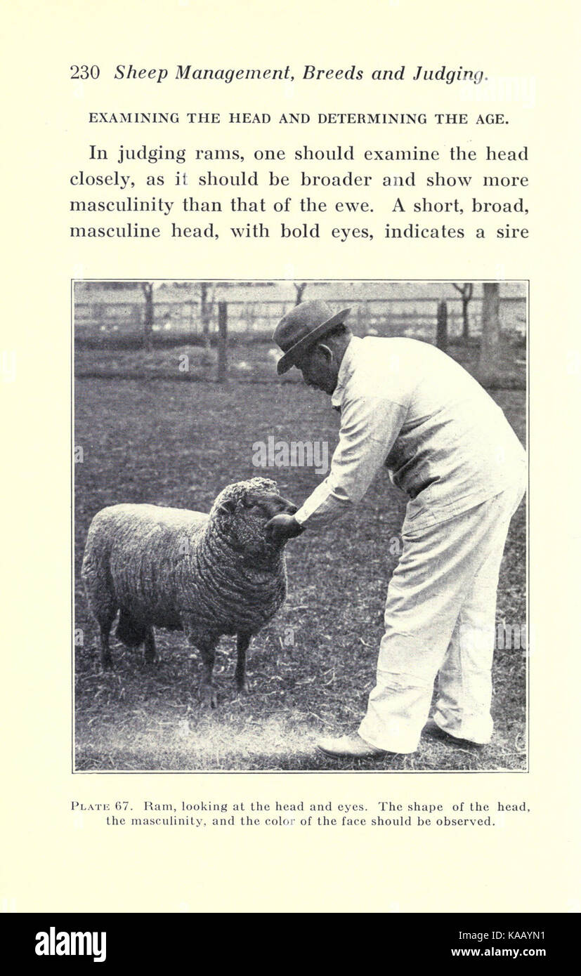 Sheep management BHL21743591 Stock Photo - Alamy