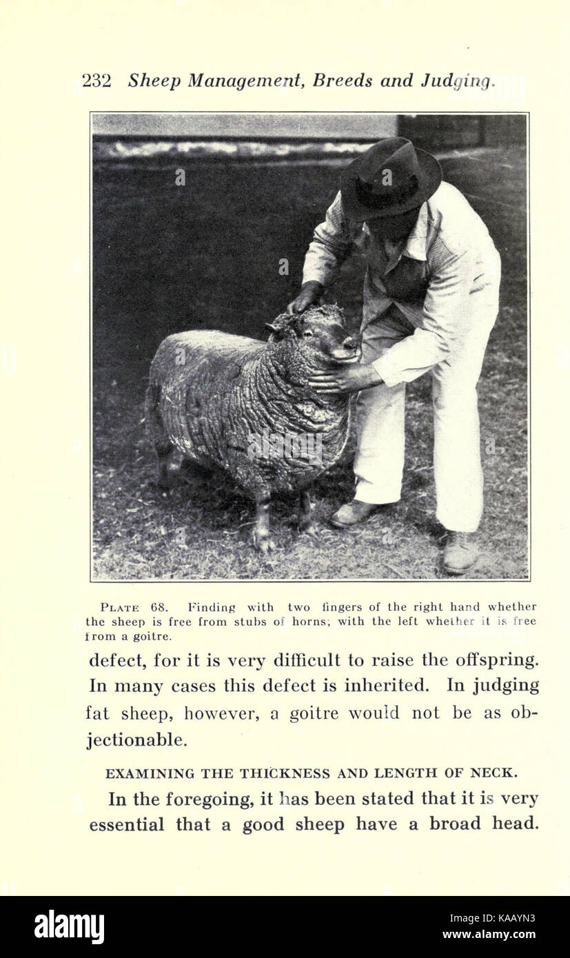 Sheep management BHL21743593 Stock Photo - Alamy