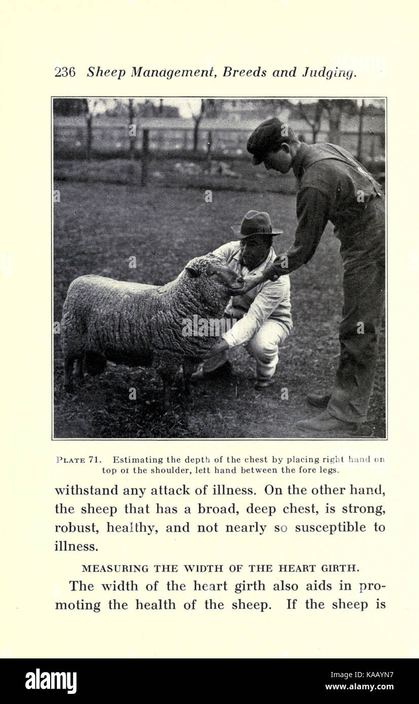 Sheep management BHL21743597 Stock Photo - Alamy