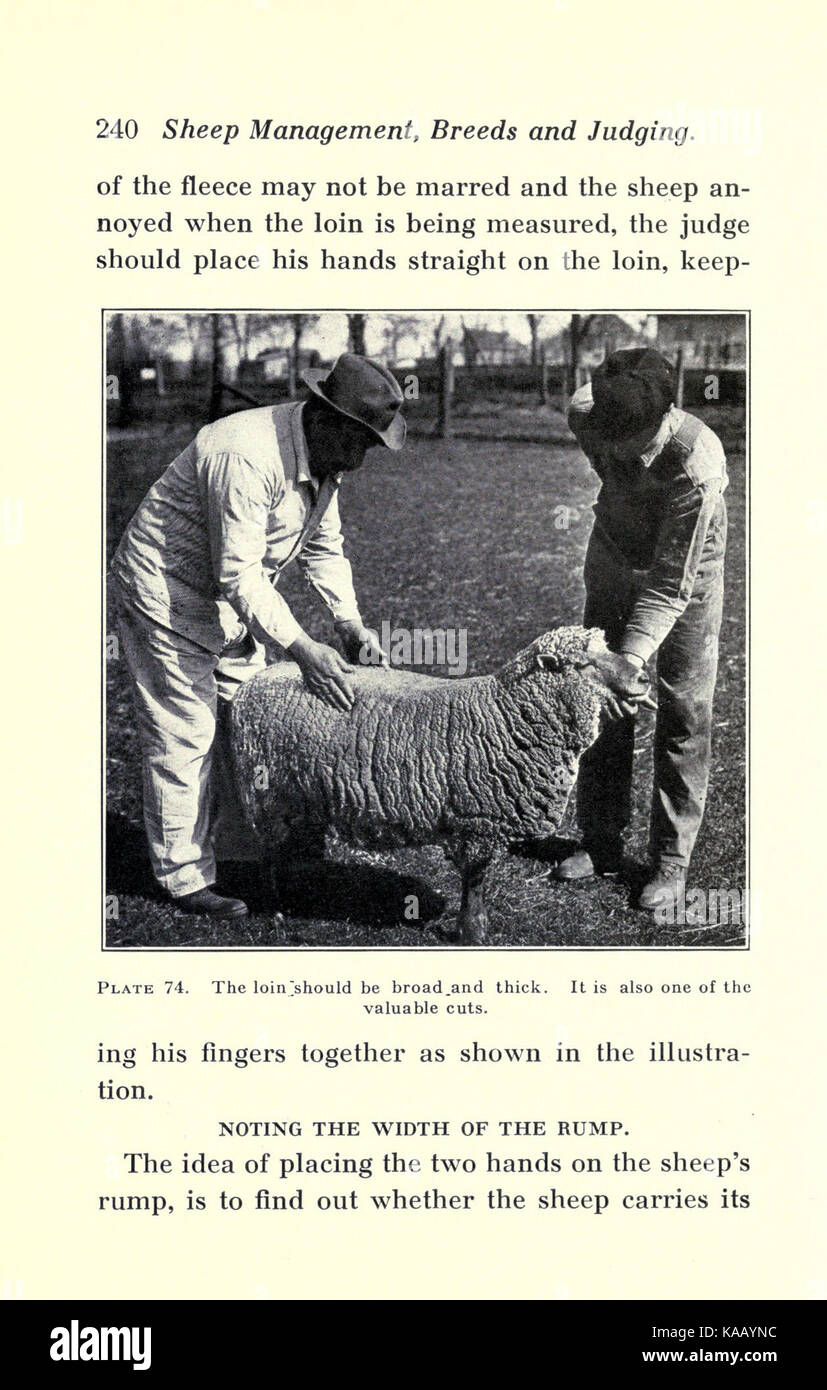 Sheep management BHL21743601 Stock Photo - Alamy