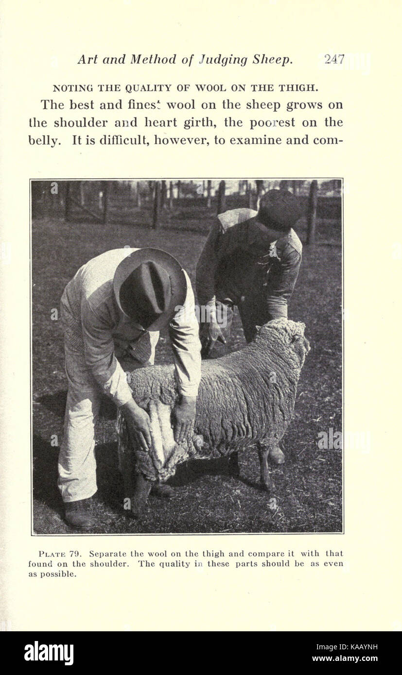 Sheep management BHL21743608 Stock Photo - Alamy