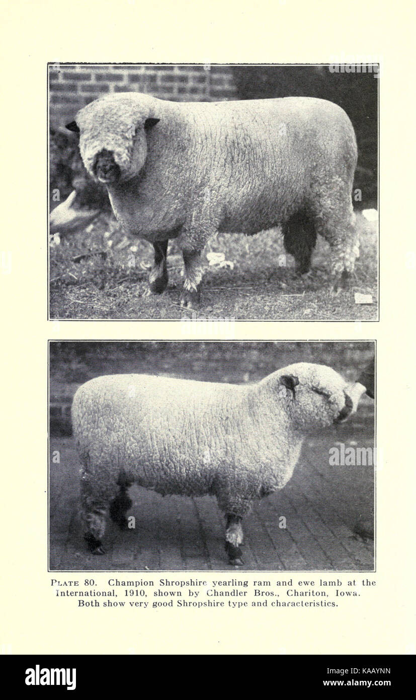 This text or image discusses practices in sheep management, including ...